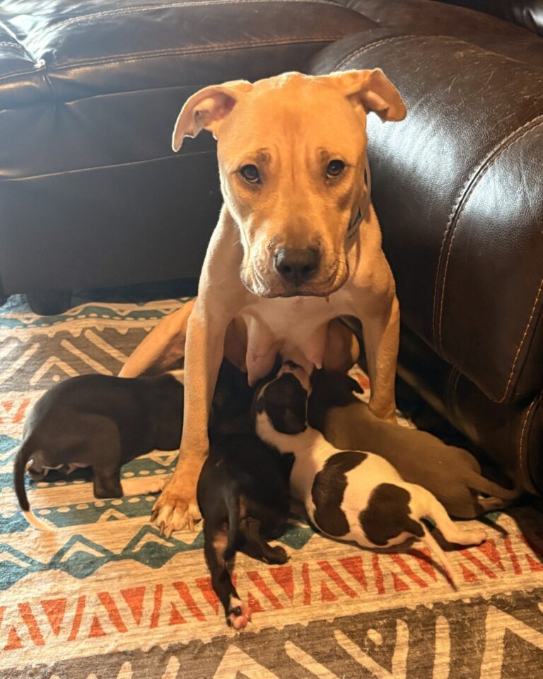 UPDATE: Darla and Her Babies are Still Fighting for Their Lives - Kyhumane